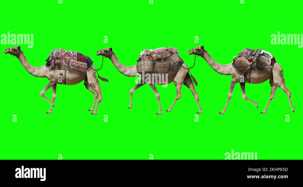 Silk road camel train Stock Videos & Footage - HD and 4K Video Clips ...