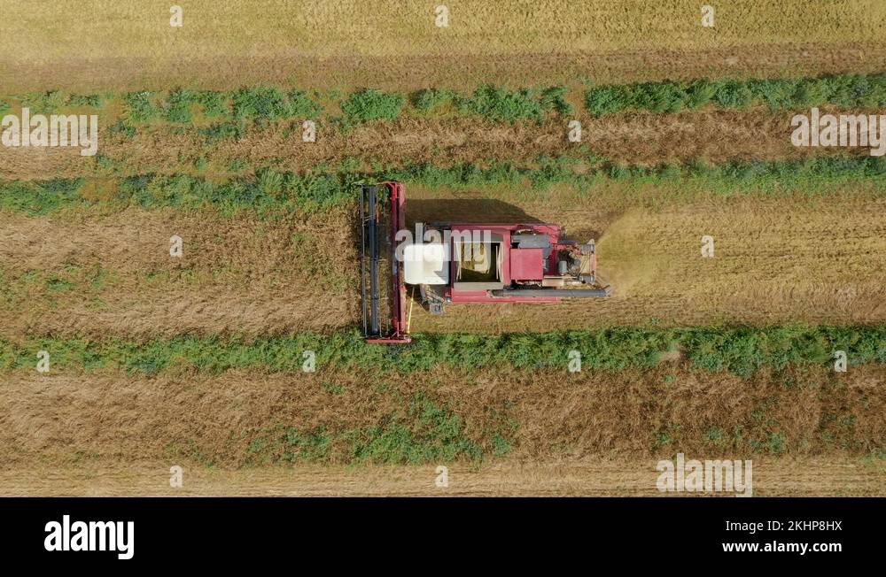 Soya bean farm Stock Videos & Footage - HD and 4K Video Clips - Alamy