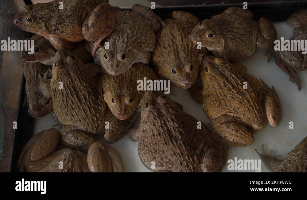 A popular local dish. Edible frogs in an aquarium in a Chinese ...