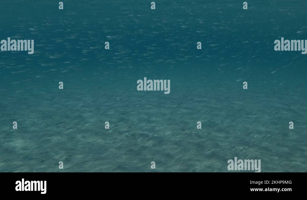 Massive school of fry fish swims over sandy bootom under surface of ...