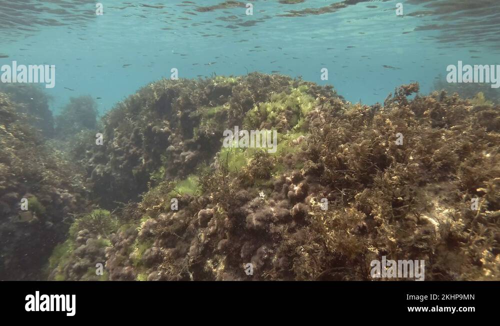 Massive school of fry fish swims under surface of water over rock reef ...