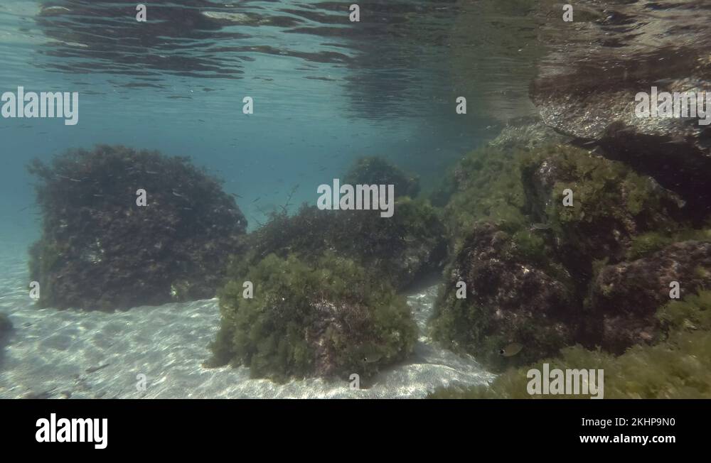 Massive school of fry fish swims under surface of water over rock reef ...