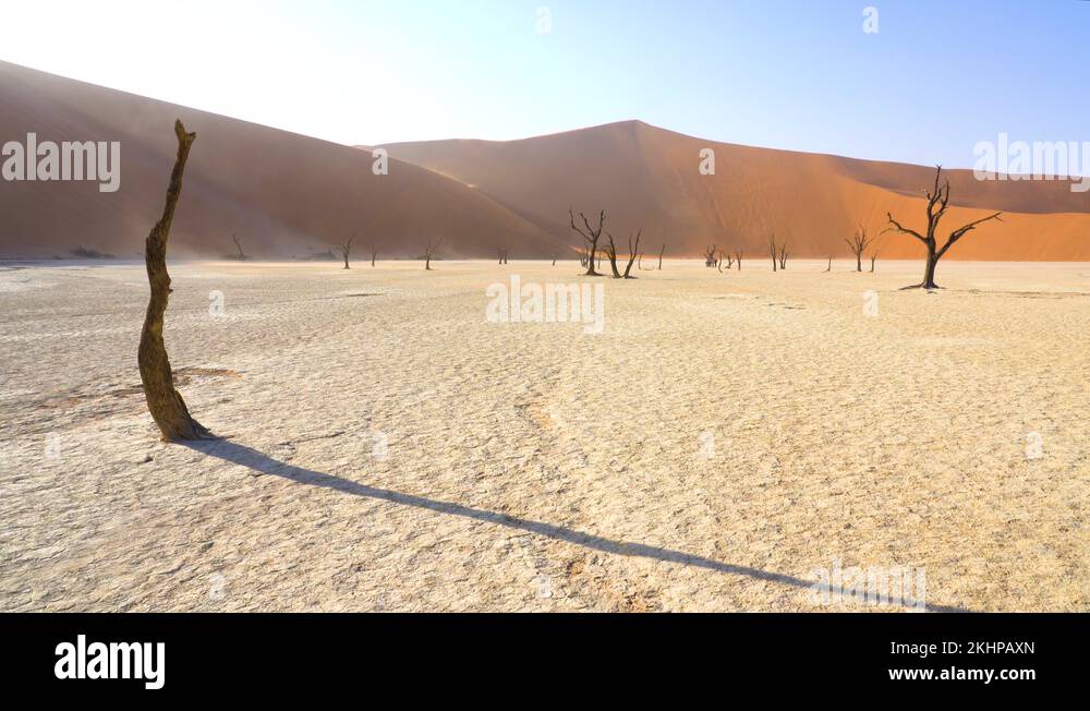 Dead trees in namibia Stock Videos & Footage - HD and 4K Video Clips ...