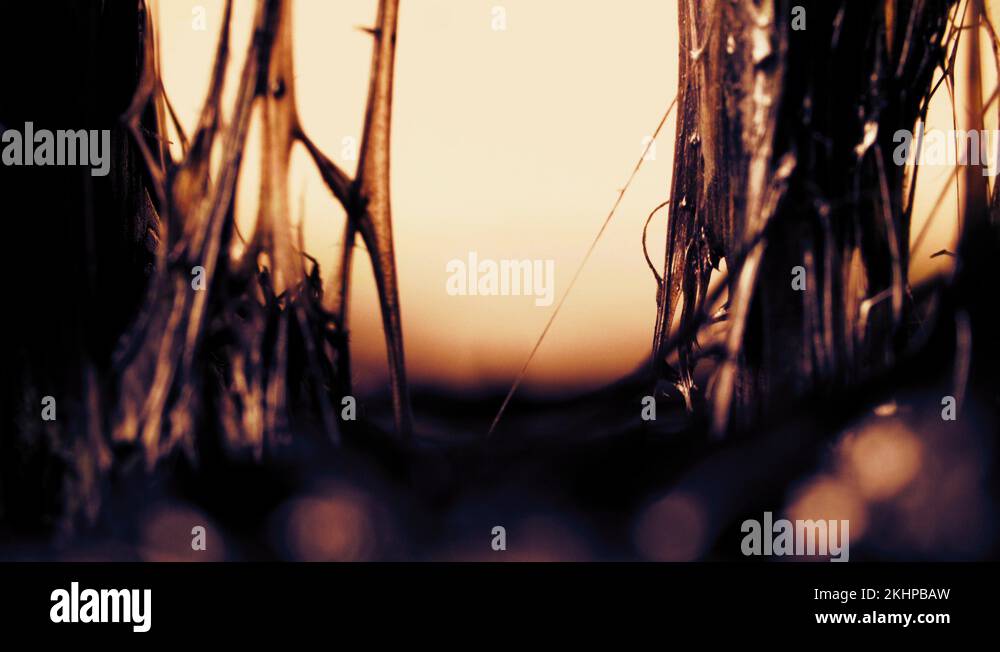 Stretching and rupture of ligaments and tendons during prolonged muscle ...