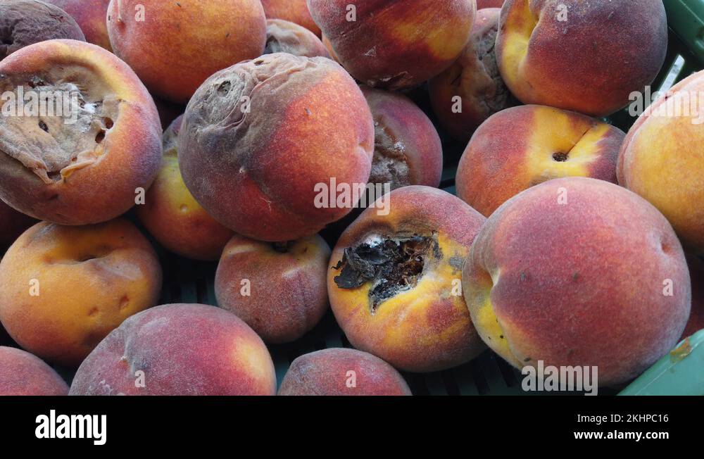 Rotten peach Stock Videos & Footage - HD and 4K Video Clips - Alamy
