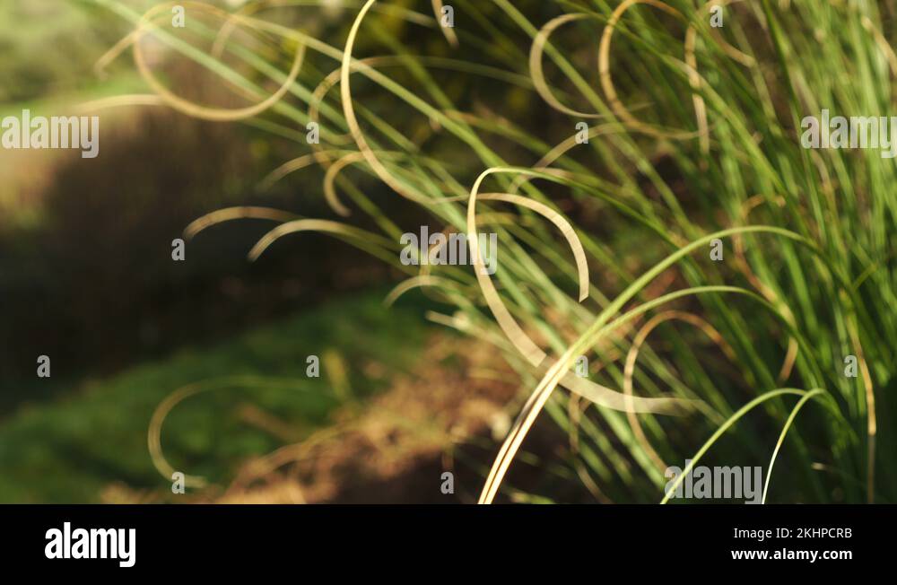 Curved leaves Stock Videos & Footage - HD and 4K Video Clips - Alamy