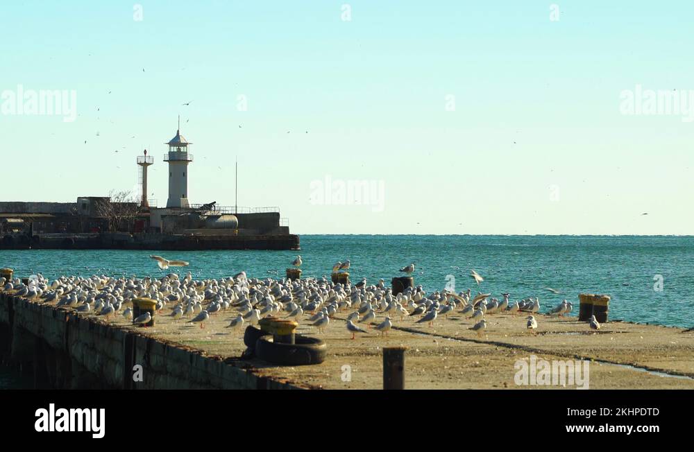 Seagull lighthouse and sea. Seagulls take off from the old pier fly ...