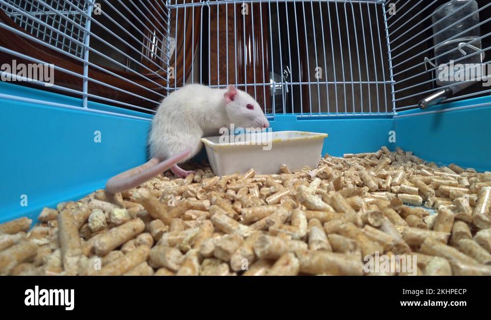 Rat in a cage Stock Videos & Footage - HD and 4K Video Clips - Alamy