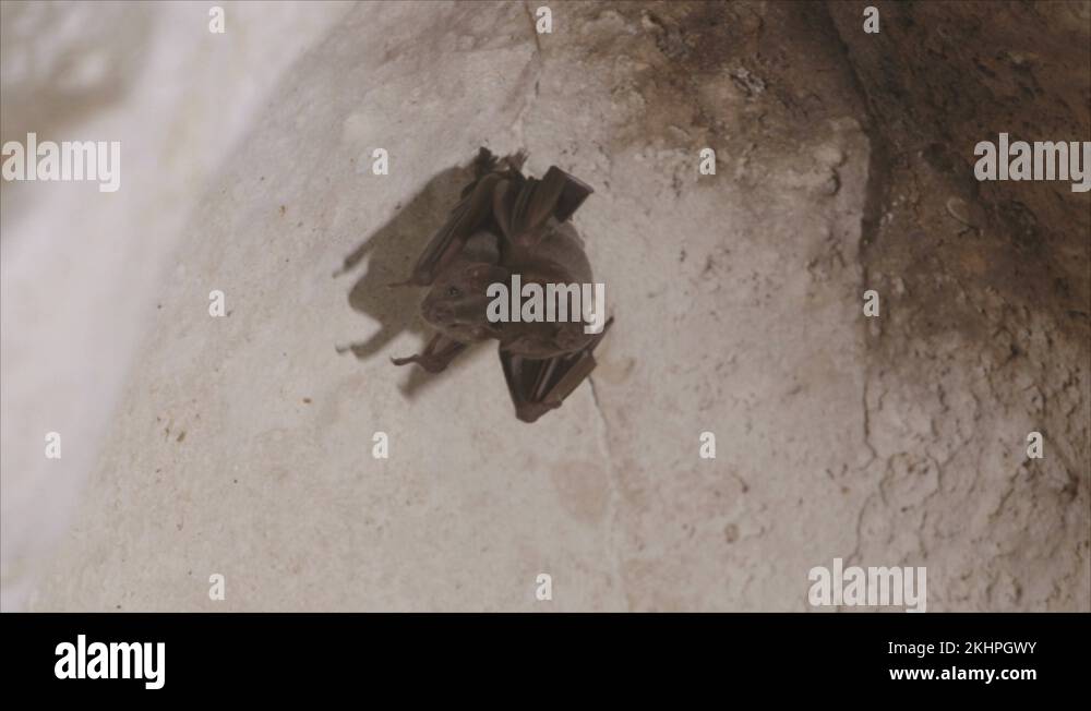 Species of bats Stock Videos & Footage - HD and 4K Video Clips - Alamy