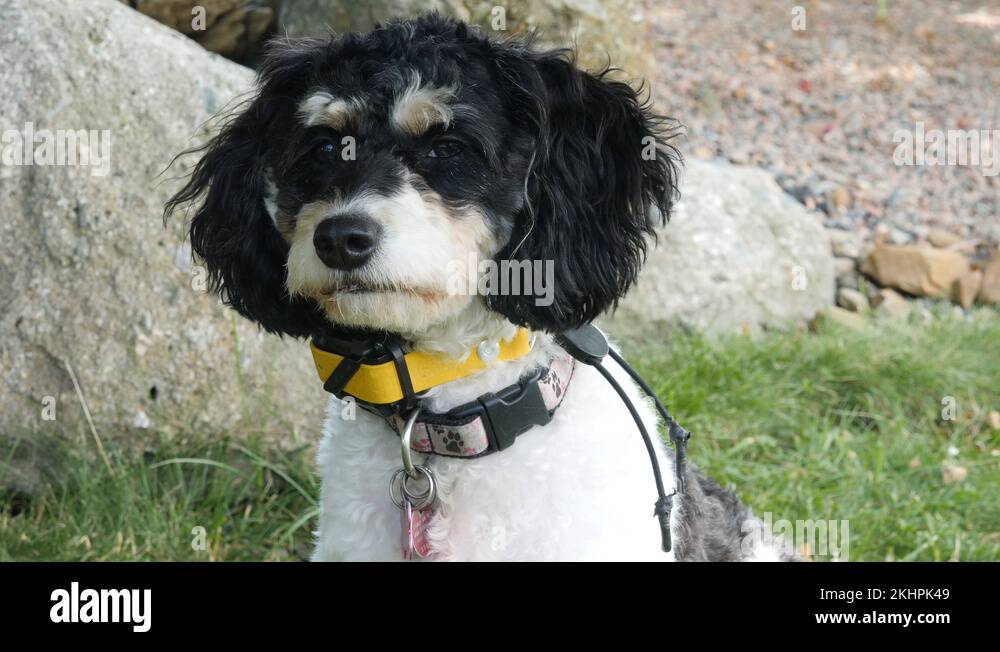 Shock collar Stock Videos & Footage - HD and 4K Video Clips - Alamy