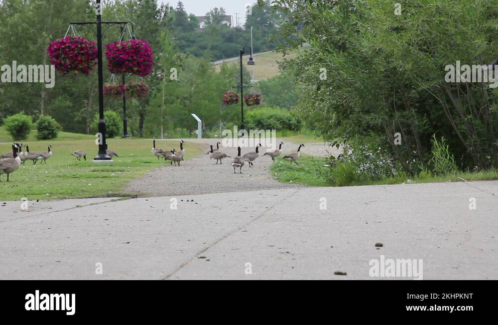 Lost goose Stock Videos & Footage - HD and 4K Video Clips - Alamy