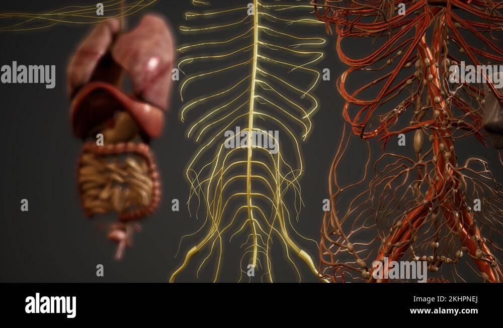 Animated 3D human anatomy illustration Stock Video Footage - Alamy