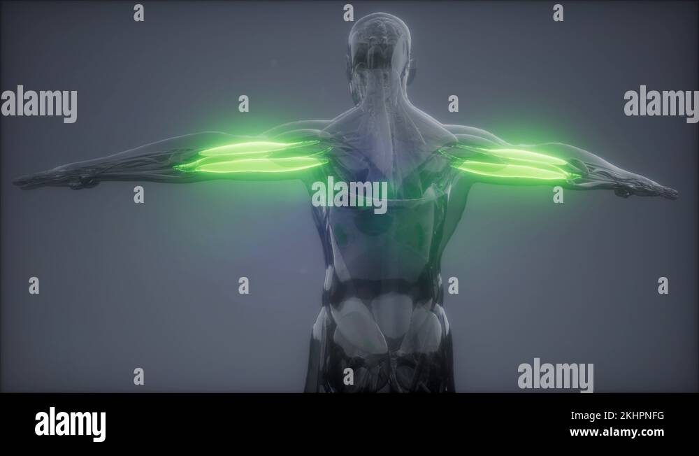 Muscle map bodybuilder Stock Videos & Footage - HD and 4K Video Clips ...