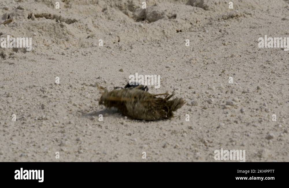 Dung beetle rolling feces Stock Videos & Footage - HD and 4K Video ...