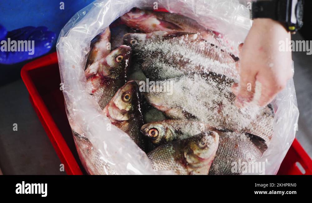Pile of fish Stock Videos & Footage - HD and 4K Video Clips - Alamy