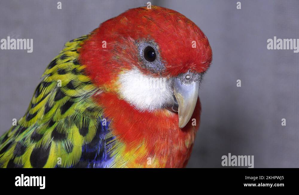 Australian bird australia birds Stock Videos & Footage - HD and 4K ...