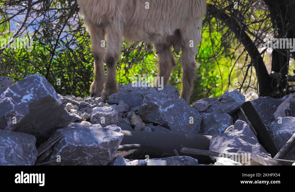 Goat staring at camera Stock Videos & Footage - HD and 4K Video Clips ...