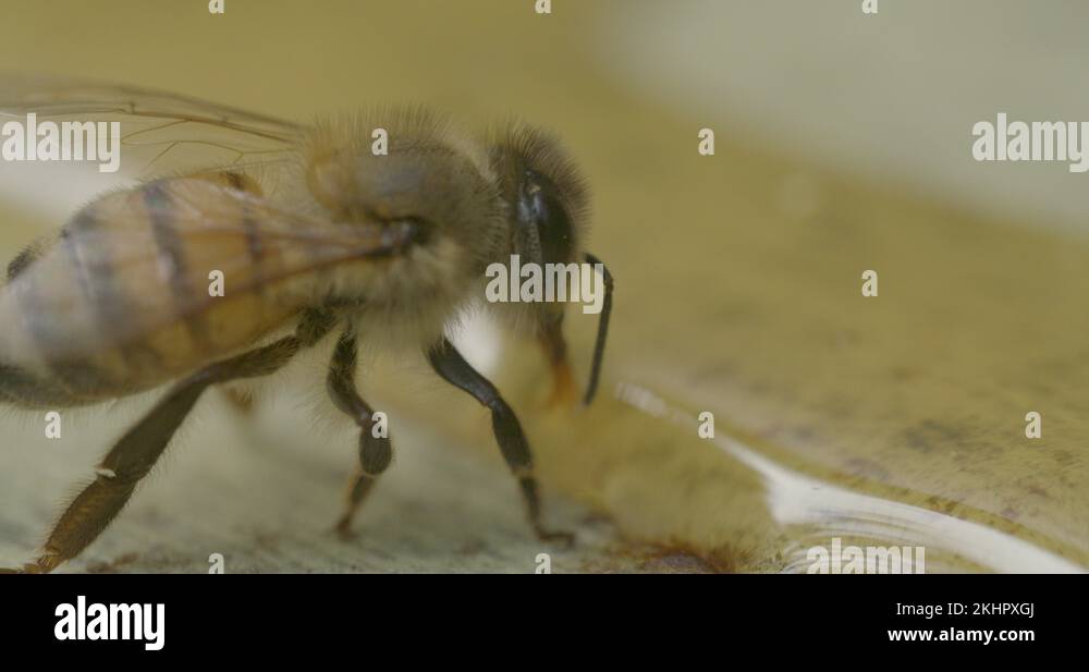 Honey bee antennae Stock Videos & Footage - HD and 4K Video Clips - Alamy