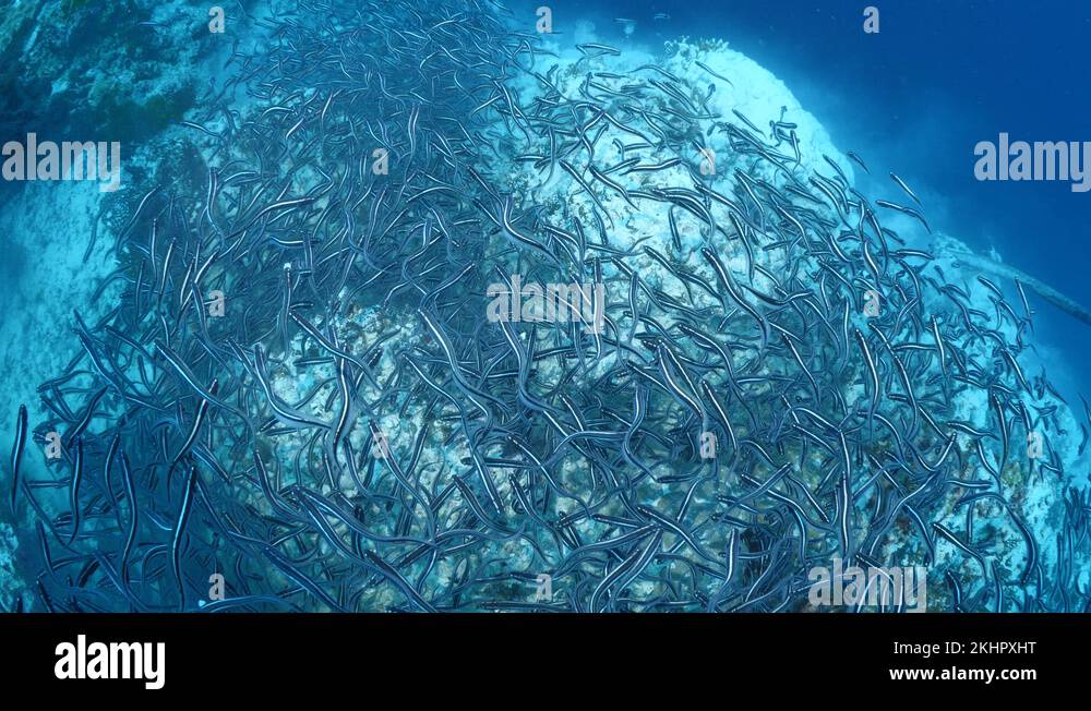 Pholichthys leucotaenia Convict Blenny digging the rocks underwtaer ...