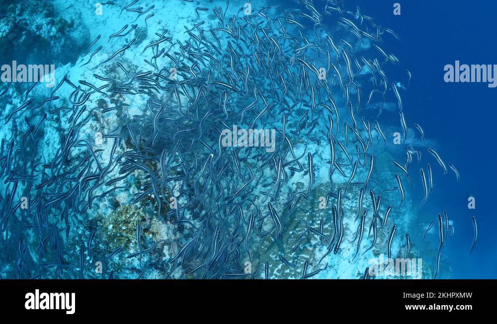 Pholichthys leucotaenia Convict Blenny digging the rocks underwtaer ...