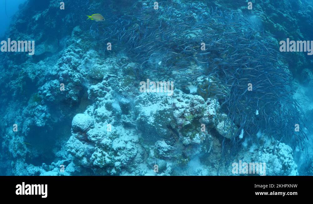 Pholichthys leucotaenia Convict Blenny digging the rocks underwtaer ...