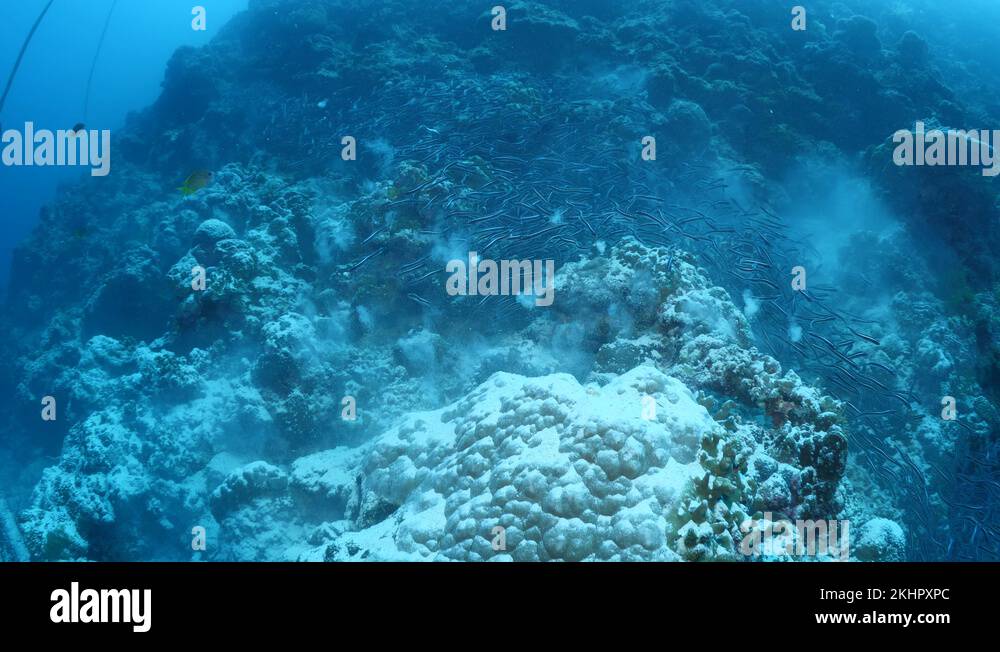 Pholichthys leucotaenia Convict Blenny digging the rocks underwtaer ...