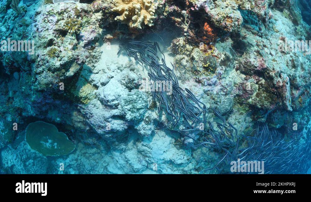 Pholichthys leucotaenia Convict Blenny digging the rocks underwtaer ...