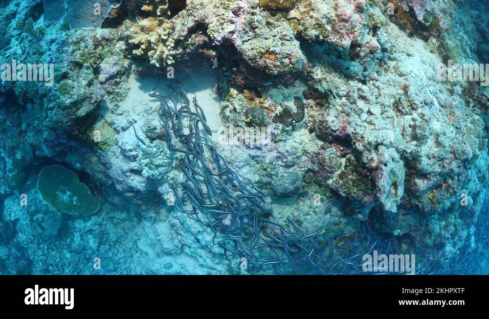 Pholichthys leucotaenia Convict Blenny digging the rocks underwtaer ...