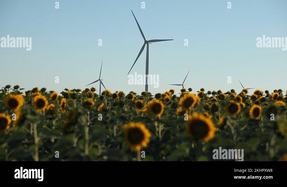 Sunflower Field in Summer, Wind Energy, Power Turbine, Renewable ...
