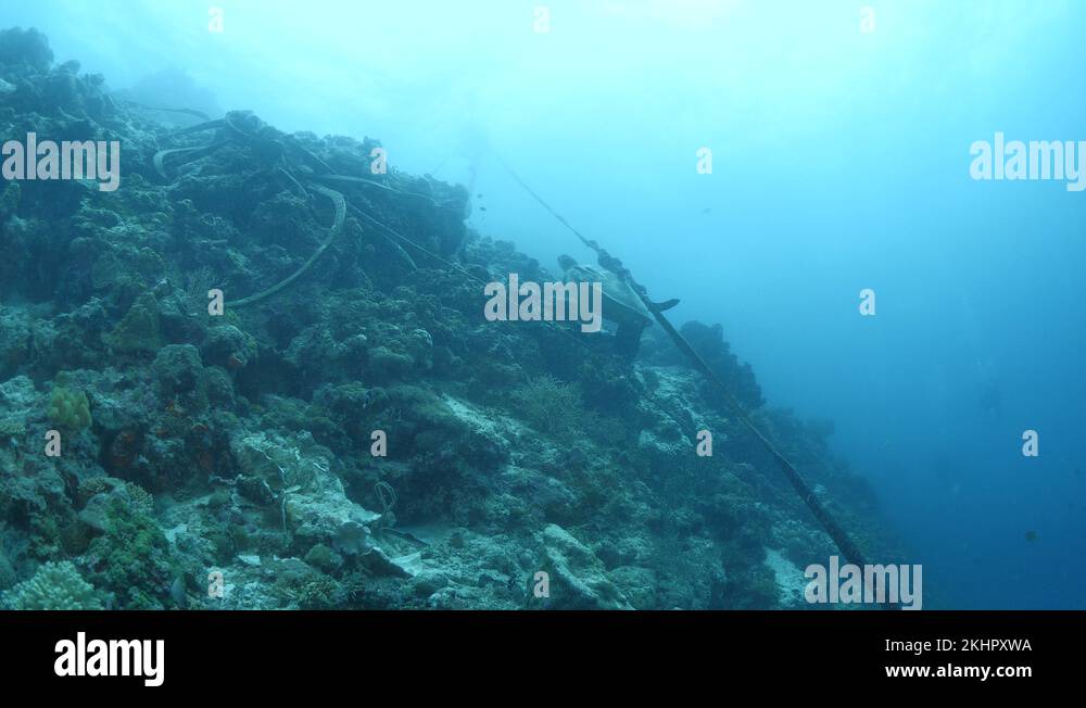 Pholichthys leucotaenia Convict Blenny digging the rocks underwtaer ...