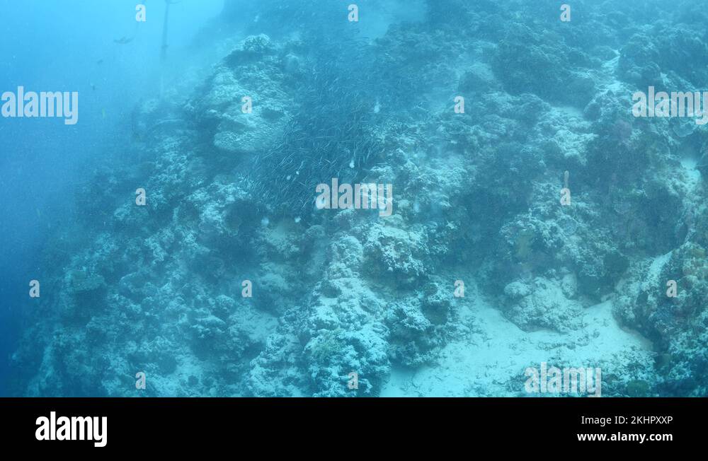Pholichthys leucotaenia Convict Blenny digging the rocks underwtaer ...