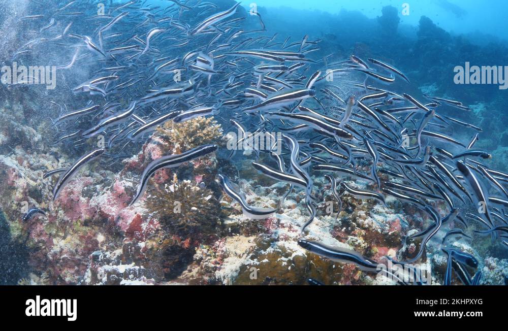 Pholichthys leucotaenia Convict Blenny digging the rocks underwtaer ...