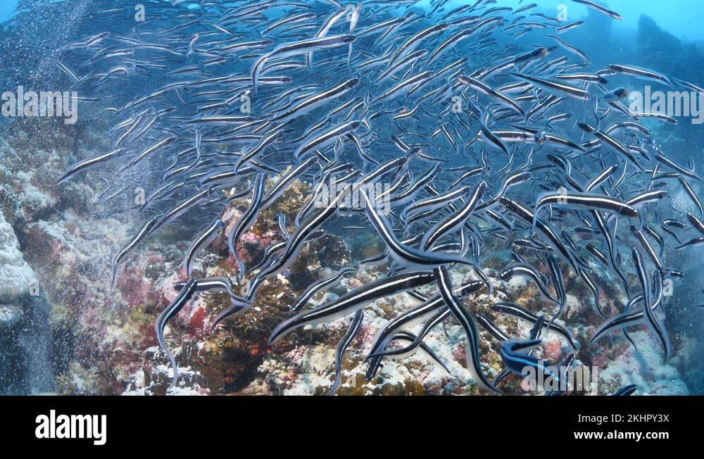 Pholichthys leucotaenia Convict Blenny digging the rocks underwtaer ...