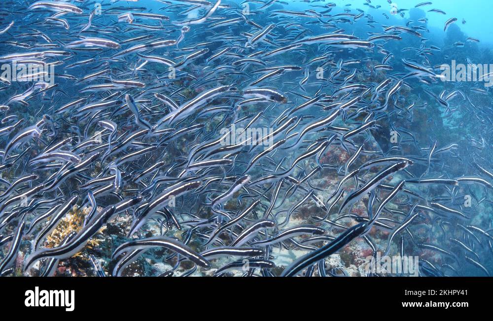 Pholichthys leucotaenia Convict Blenny digging the rocks underwtaer ...