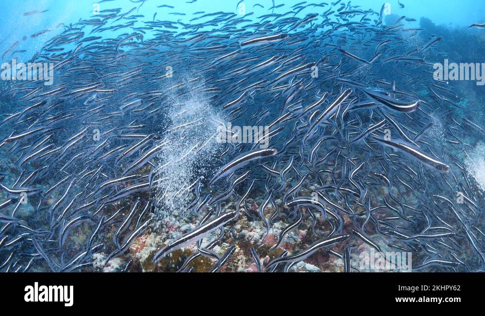 Pholichthys leucotaenia Convict Blenny digging the rocks underwtaer ...