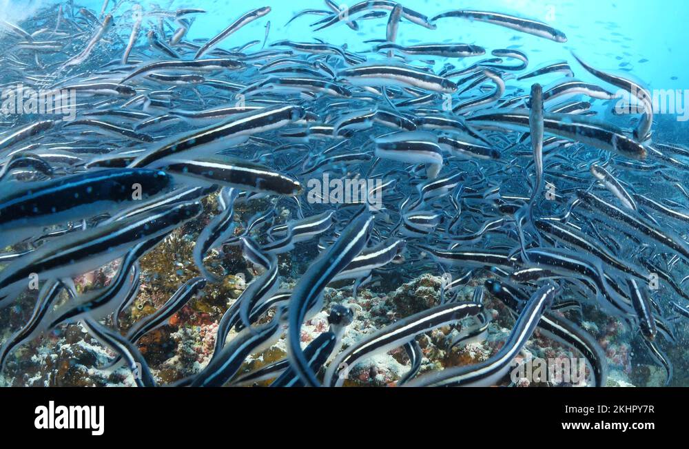 Pholichthys leucotaenia Convict Blenny digging the rocks underwtaer ...