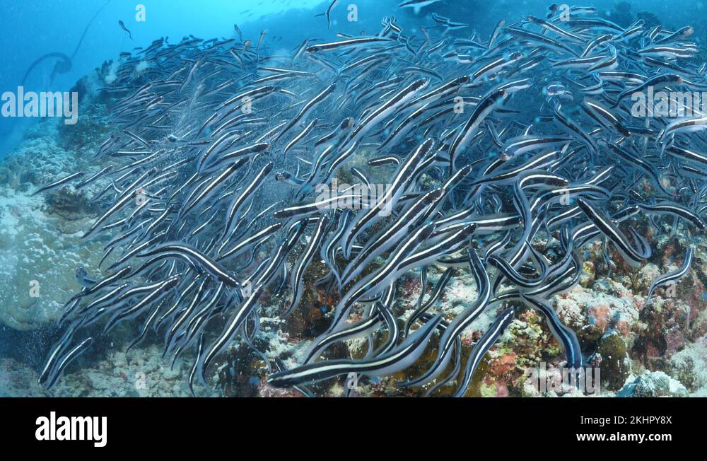 Pholichthys leucotaenia Convict Blenny digging the rocks underwtaer ...