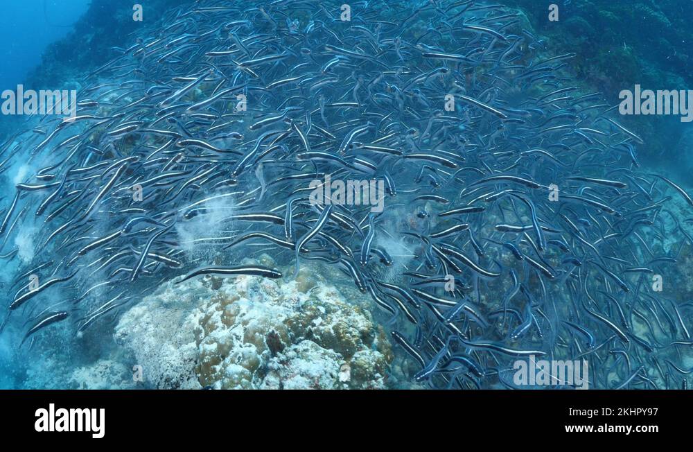 Pholichthys leucotaenia Convict Blenny digging the rocks underwtaer ...