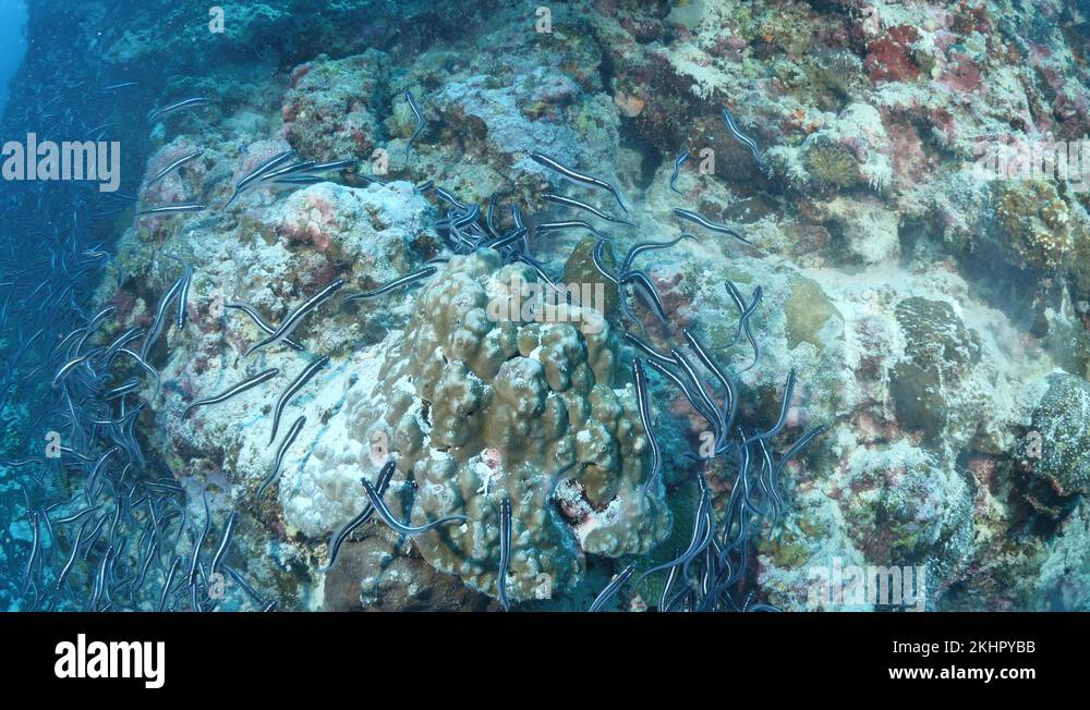 Pholichthys leucotaenia Convict Blenny digging the rocks underwtaer ...