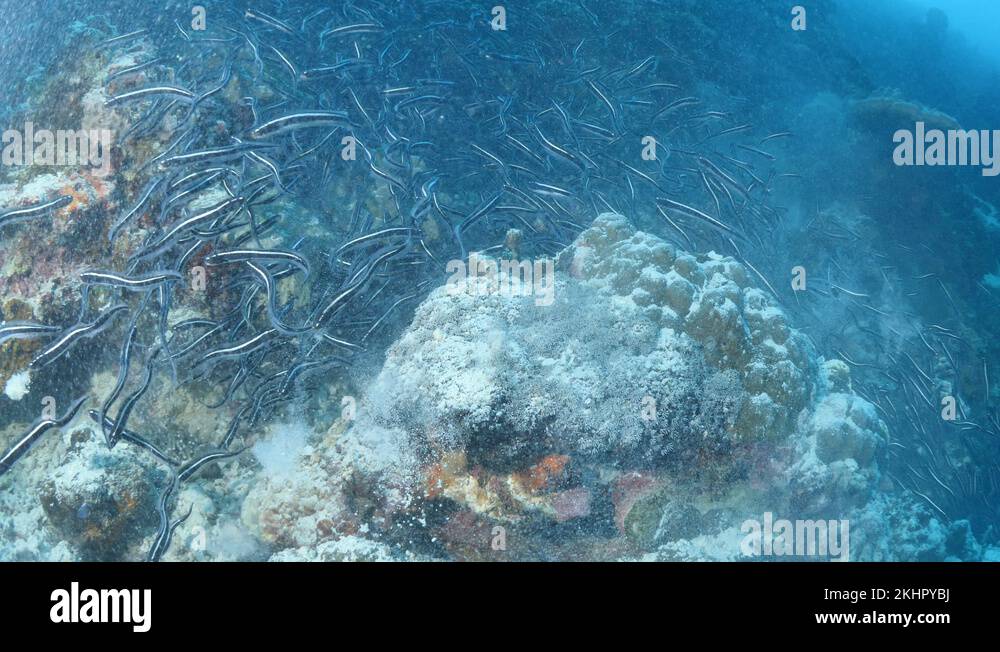 Pholichthys leucotaenia Convict Blenny digging the rocks underwtaer ...