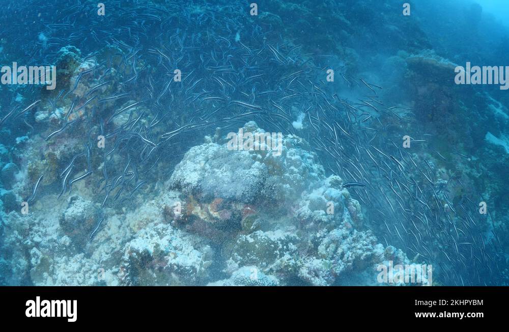 Pholichthys leucotaenia Convict Blenny digging the rocks underwtaer ...