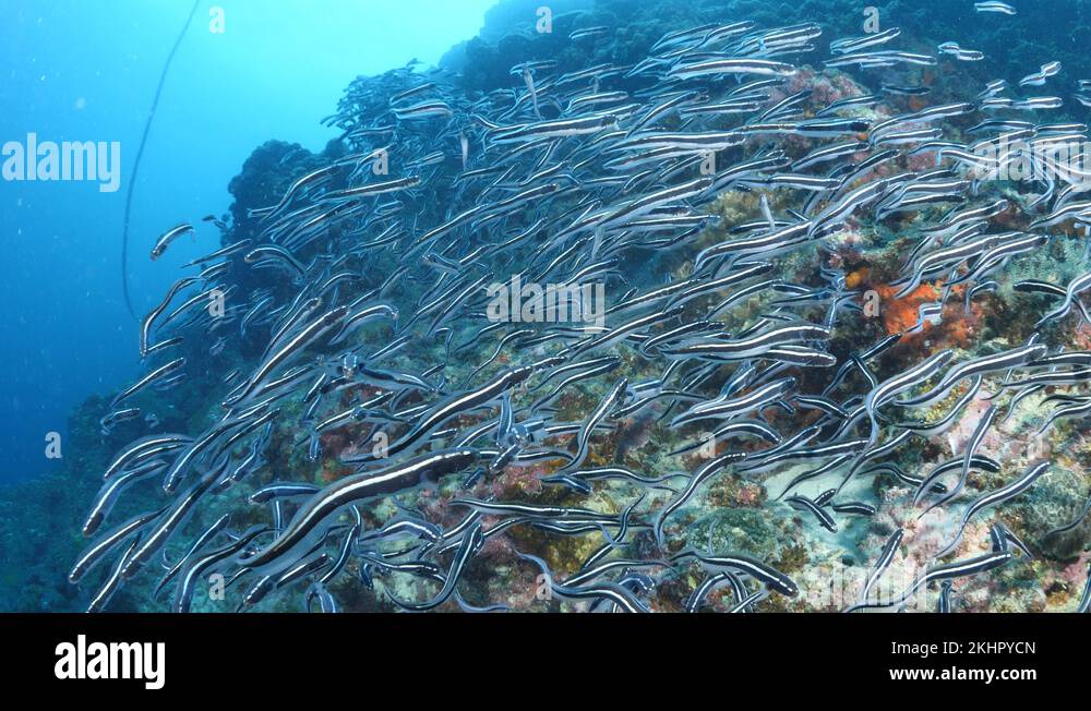 Pholichthys leucotaenia Convict Blenny digging the rocks underwtaer ...