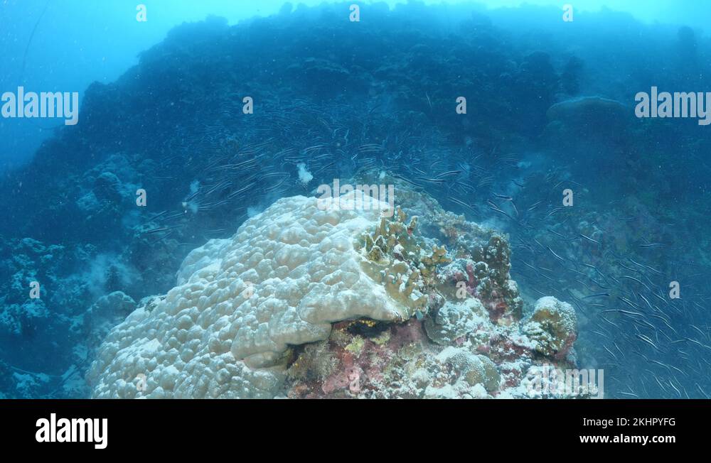 Pholichthys leucotaenia Convict Blenny digging the rocks underwtaer ...