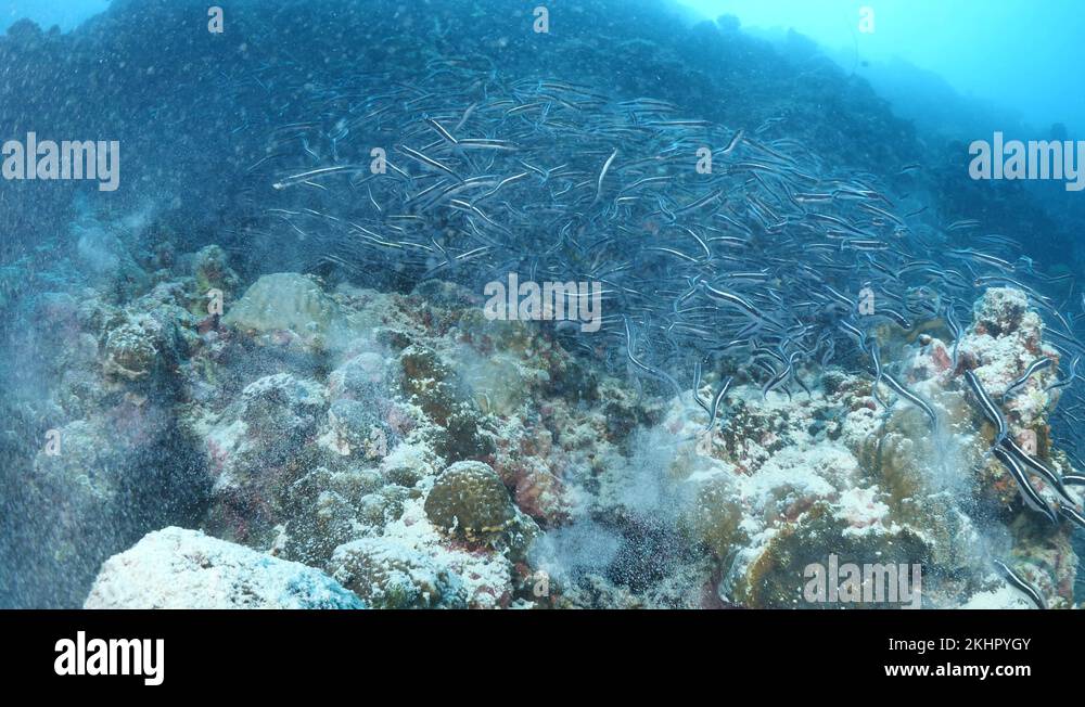 Pholichthys leucotaenia Convict Blenny digging the rocks underwtaer ...