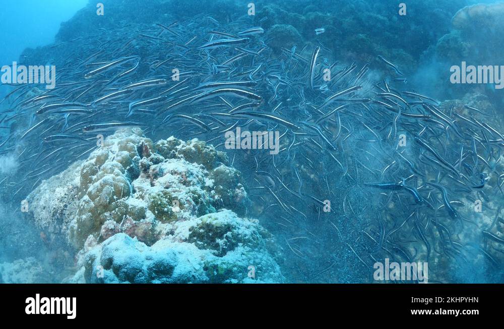 Pholichthys leucotaenia Convict Blenny digging the rocks underwtaer ...