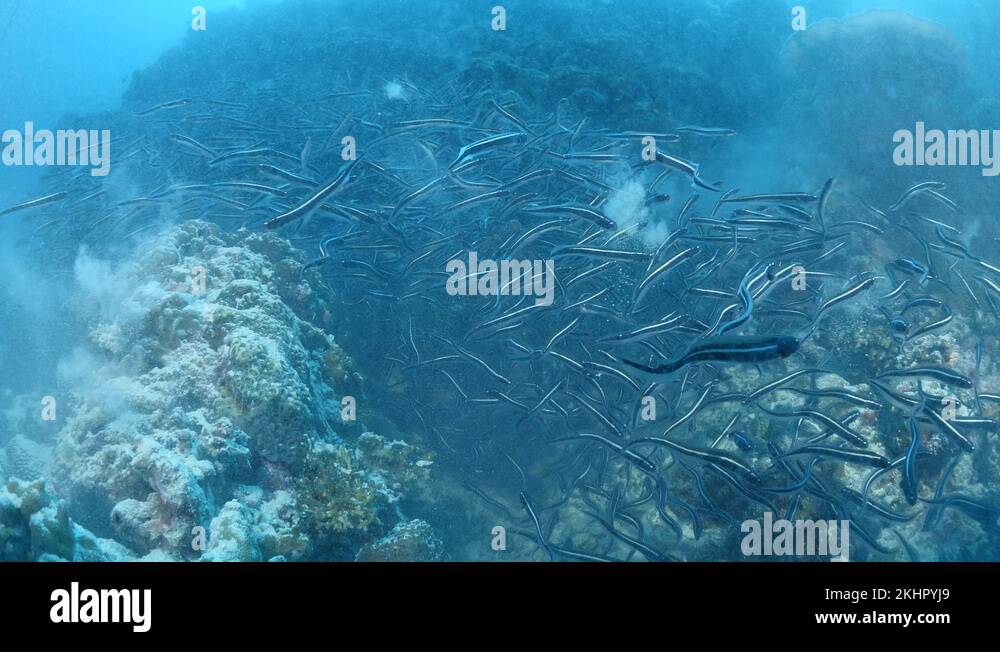 Pholichthys leucotaenia Convict Blenny digging the rocks underwtaer ...
