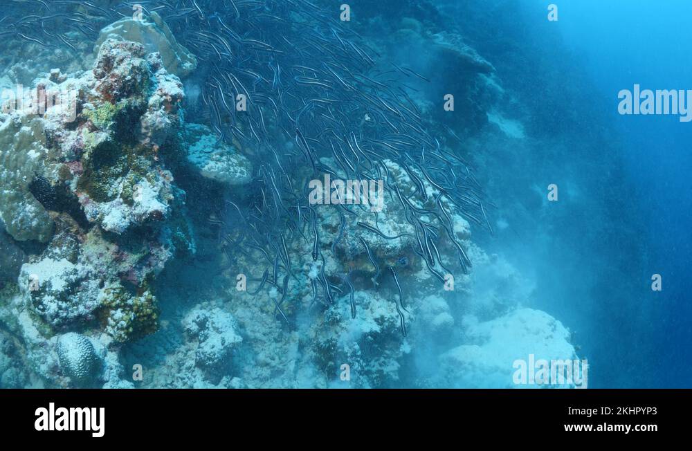 Pholichthys leucotaenia Convict Blenny digging the rocks underwtaer ...