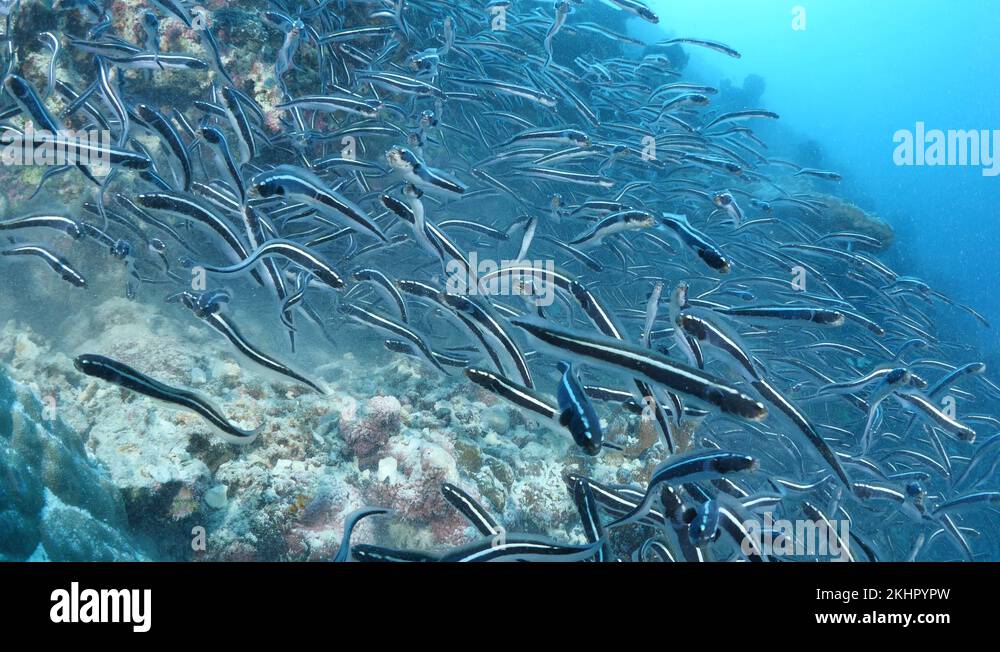 Pholichthys leucotaenia Convict Blenny digging the rocks underwtaer ...