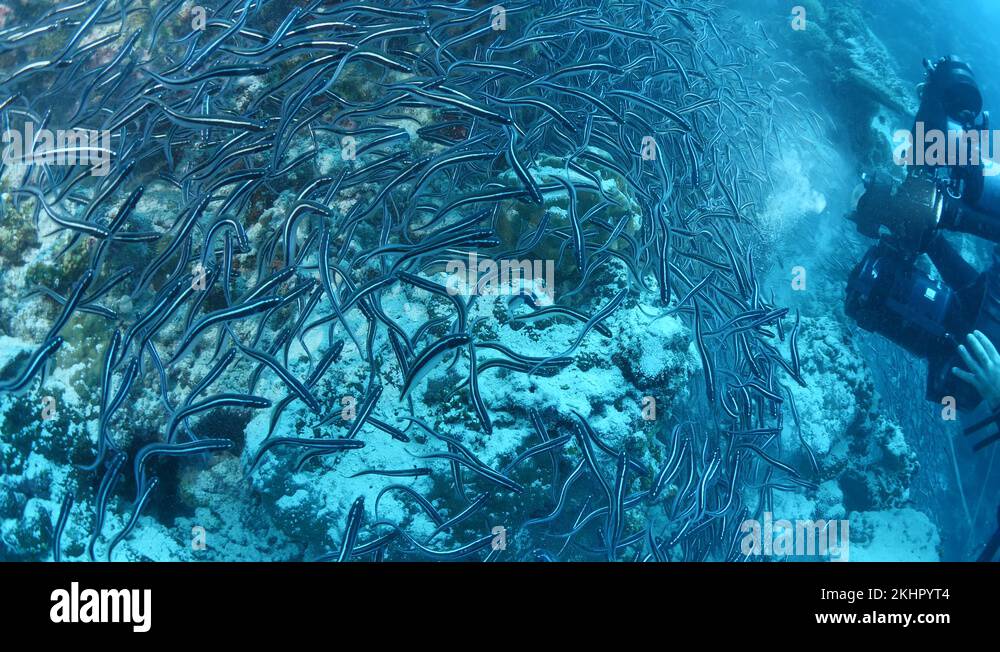 Pholichthys leucotaenia Convict Blenny digging the rocks underwtaer ...