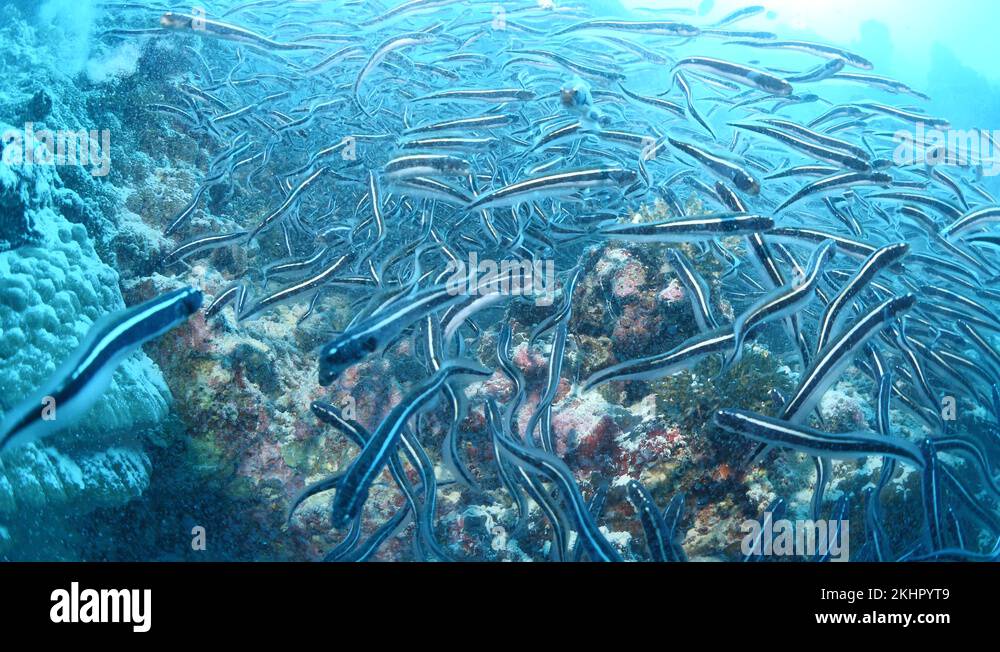 Pholichthys leucotaenia Convict Blenny digging the rocks underwtaer ...
